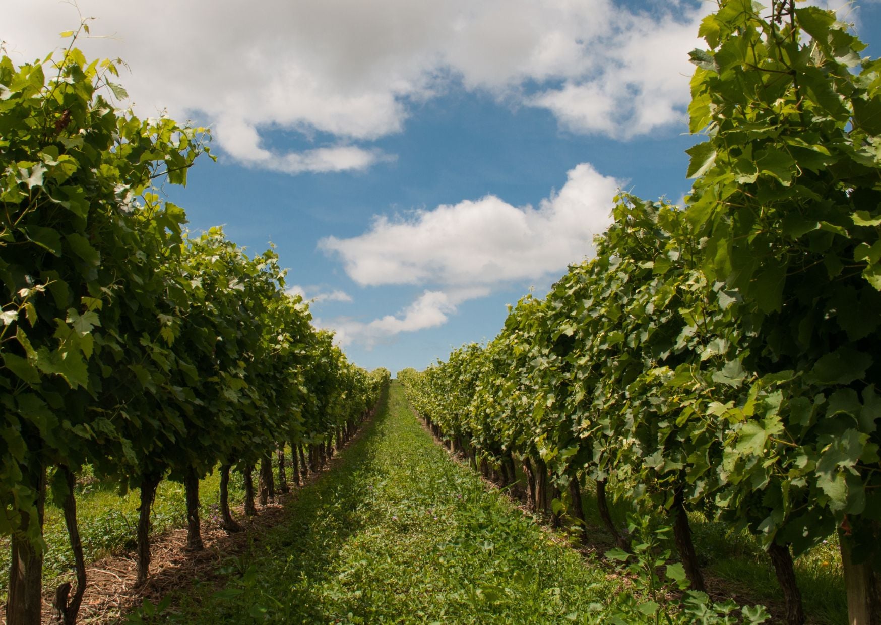 Metrangolo Wines – Vini Metrangolo
